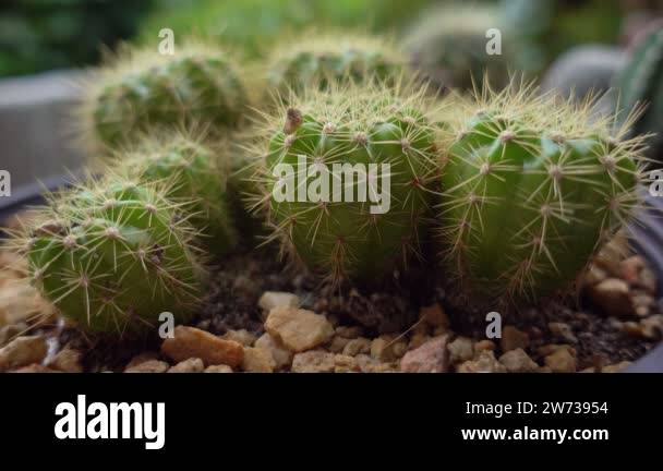 Cactus flower plant growth in the indoor farm.Cactus growing in the ...