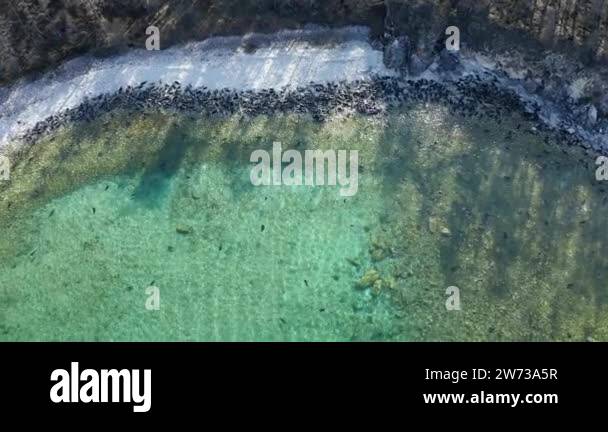Baikal seal nerpa Stock Videos & Footage - HD and 4K Video Clips - Alamy