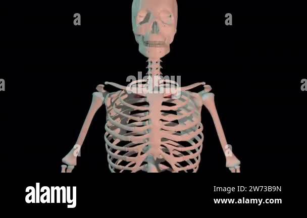 This 3d animation shows the rhomboid minor muscles in full rotation ...