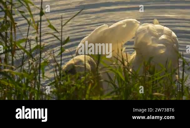 White Swan is Feeding Lowering His Head Down Nibbling The Reed Green ...