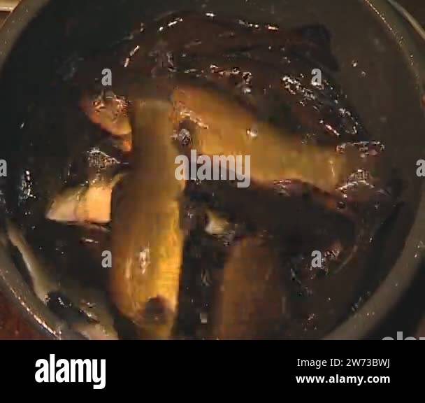 Fish transfer Stock Videos & Footage - HD and 4K Video Clips - Alamy