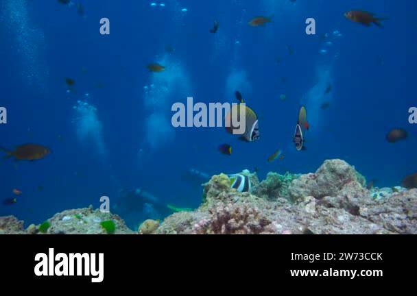 Exciting diving on the reefs of the Maldives archipelago Stock Video ...