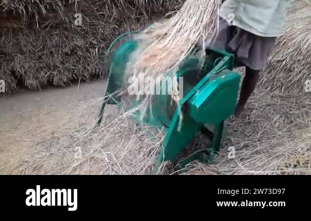 Paddy threshing machine. It is a foot-operated machine.This machine ...