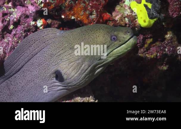 Moray eel. Night dive on the reefs of the Maldives archipelago Stock ...