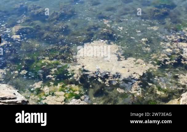Marine mucilage on sea surface with jellyfishes. Marine mucilage is an ...