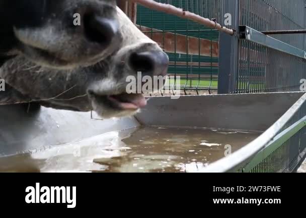 Hungarian and Ukrainian gray cows on the farm. Aboriginal breed of ...