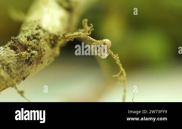 Seed laboratory Stock Videos & Footage - HD and 4K Video Clips - Alamy