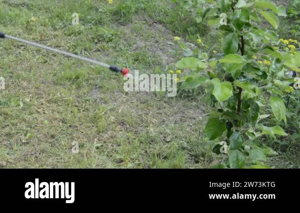 Insecticide spray gun Stock Videos & Footage - HD and 4K Video Clips ...