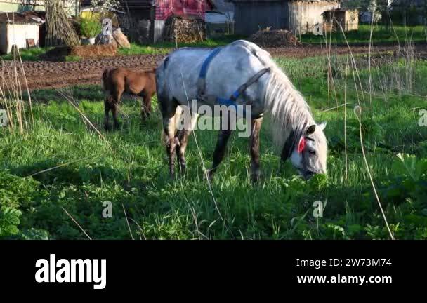 Tack animal Stock Videos & Footage - HD and 4K Video Clips - Alamy