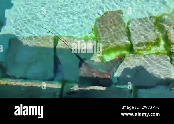 Stingrays under water. Stingrays are a group of sea rays, which are ...