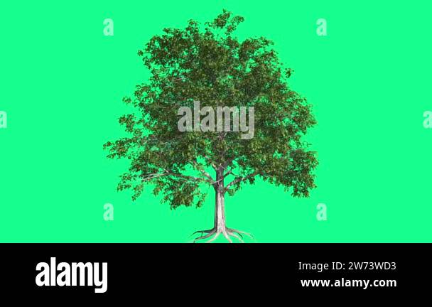 European Beech Chromakey Tree Chroma Key Alfa Alfa Channel Swaying Tree ...