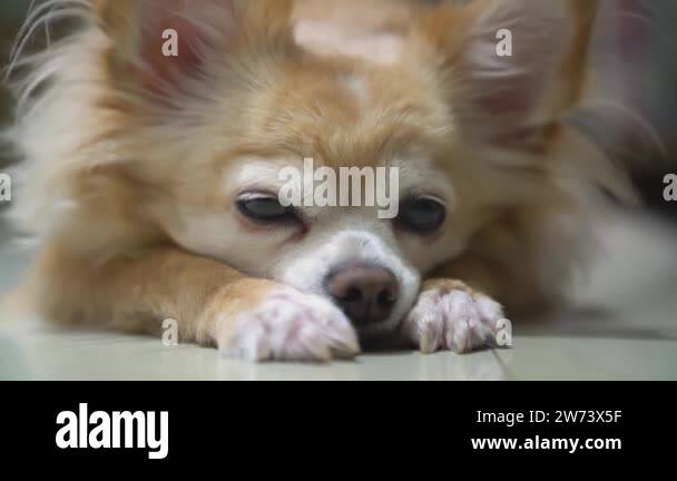 Dog boring Stock Videos & Footage - HD and 4K Video Clips - Alamy