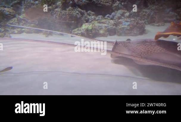 Stingrays under water. Stingrays are a group of sea rays, which are ...