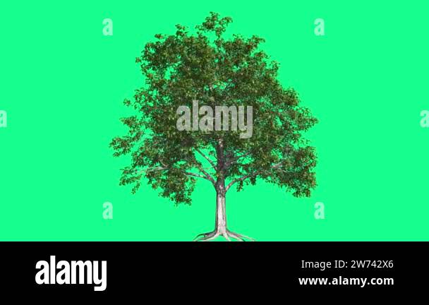European Beech Chromakey Tree Chroma Key Alfa Alfa Channel Swaying Tree ...
