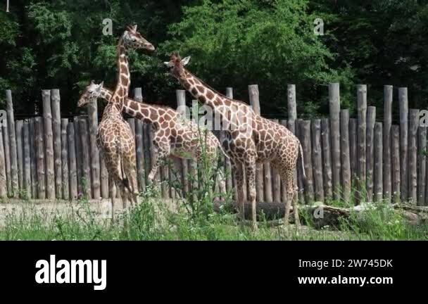 Reticulated giraffes giraffa reticulata Stock Videos & Footage - HD and 4K Video Clips - Alamy