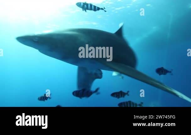 Pelagic longimanus shark swimming at the surface of the Red Sea, Egypt ...