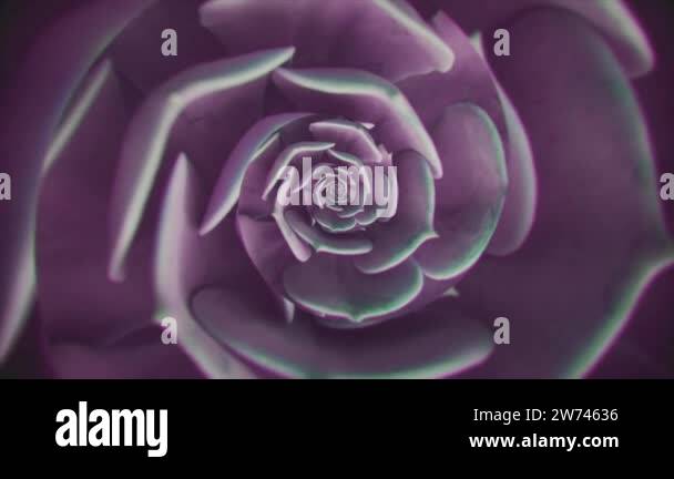 Abstract realistic rotating shape of a flower bud, seamless loop ...