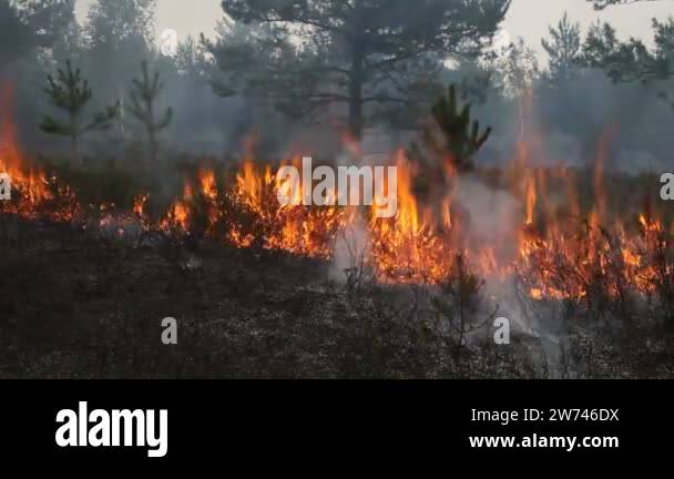 Ground fire Stock Videos & Footage - HD and 4K Video Clips - Alamy