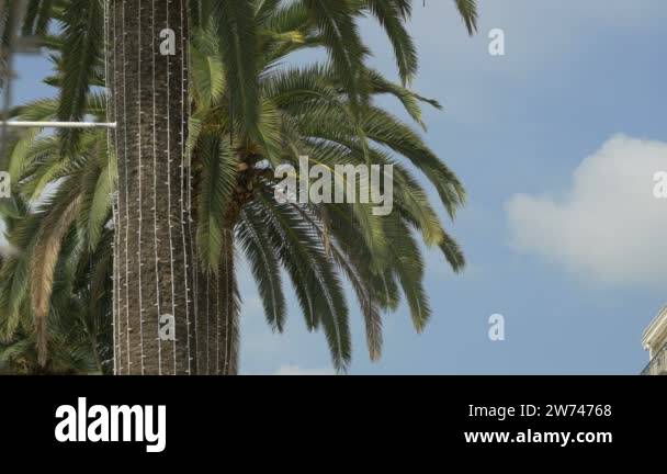 Palm stalk Stock Videos & Footage - HD and 4K Video Clips - Alamy