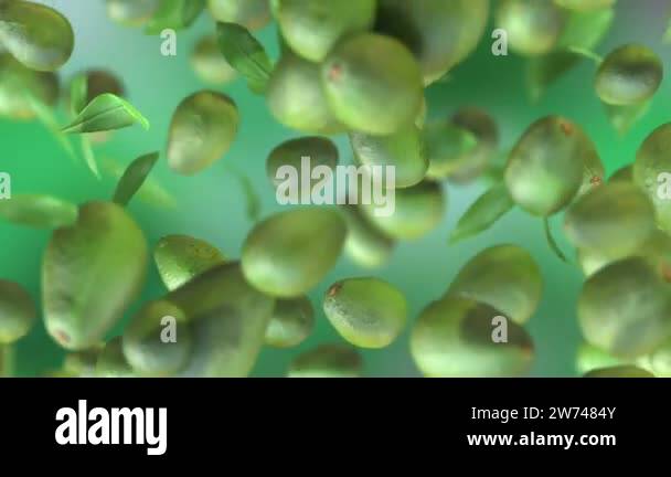 Able fruit Stock Videos & Footage - HD and 4K Video Clips - Alamy