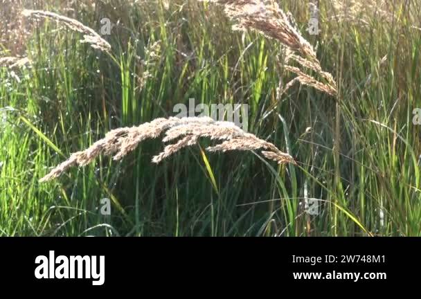 Straw wisp Stock Videos & Footage - HD and 4K Video Clips - Alamy