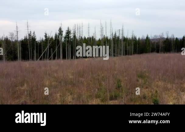 Aerial bark wood beetle drone pest Ips typographus dead spruce tree ...