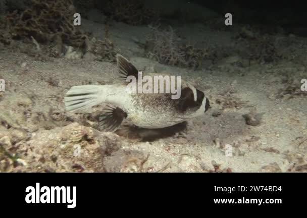 Actinopterygii Puffer boxfish fish with white in corals in search of ...