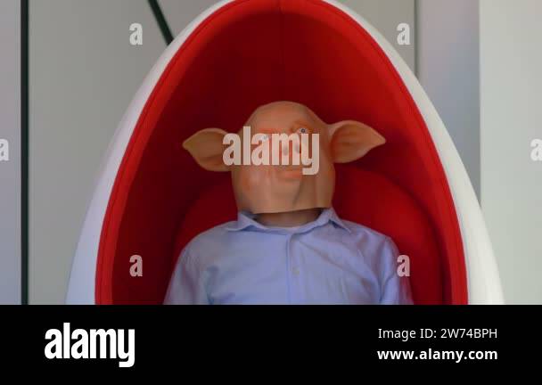 Pig in chair Stock Videos & Footage - HD and 4K Video Clips - Alamy