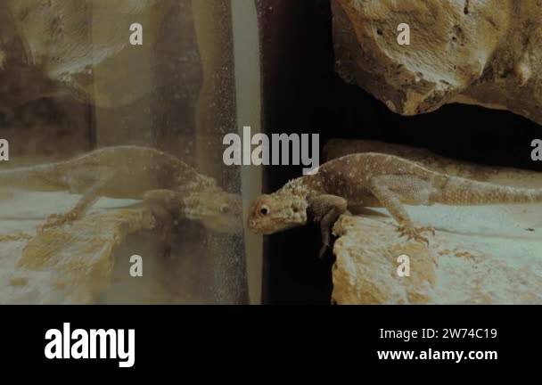 Beige lizard Stock Videos & Footage - HD and 4K Video Clips - Alamy
