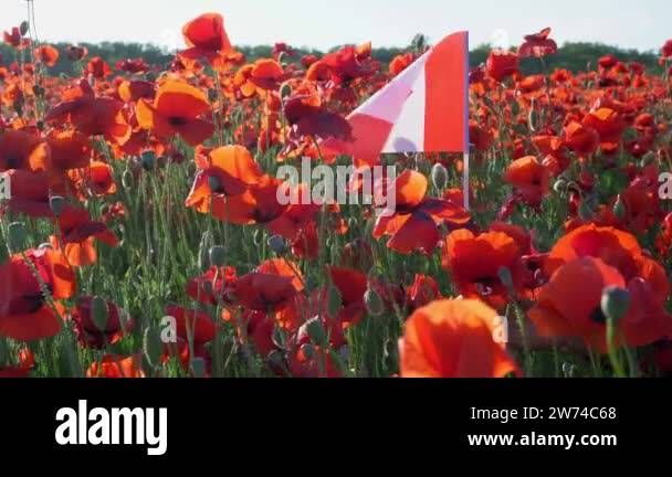 Red poppy and canada flag Stock Videos & Footage - HD and 4K Video ...