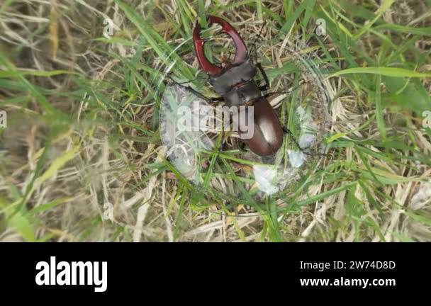 Stag beetle is climbing in glass jar. European stag beetle Lucanus ...
