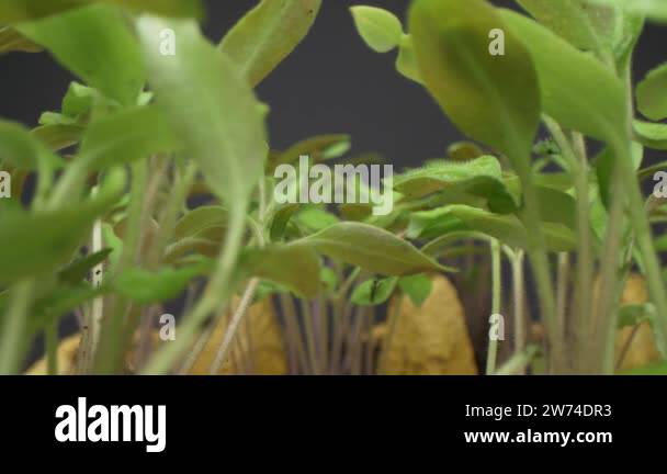 Green back tomato Stock Videos & Footage - HD and 4K Video Clips - Alamy