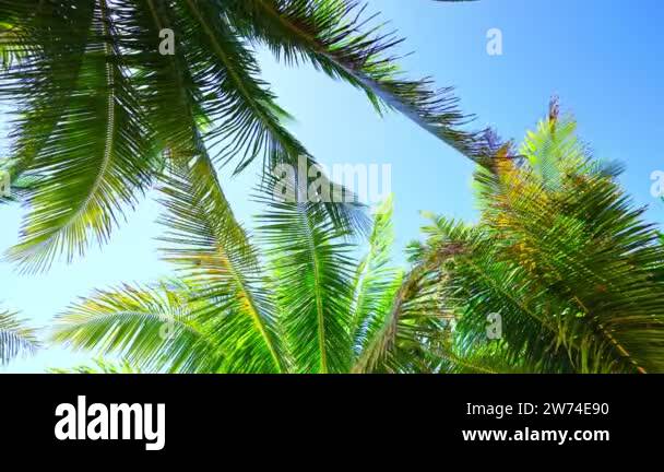 Bottom view of coconut palm tree in sunny summer day Bottom view shoot ...