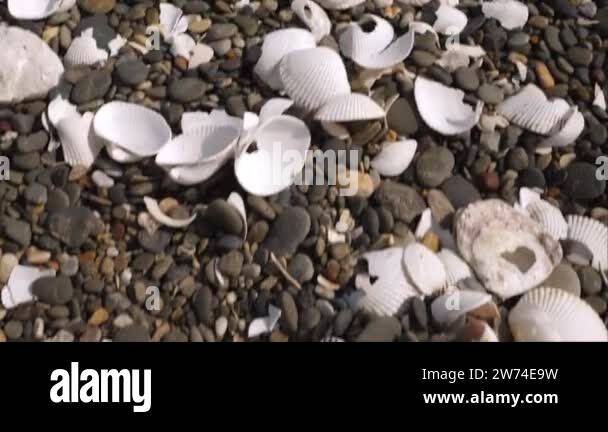 Closer look of the broken shells in Koijigahama Beach in Tahara Japan ...