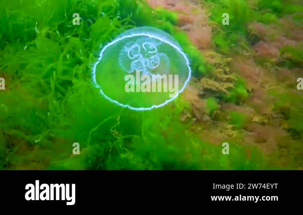 Common jellyfish, moon jellyfish (Aurelia aurita) swims over algae in ...