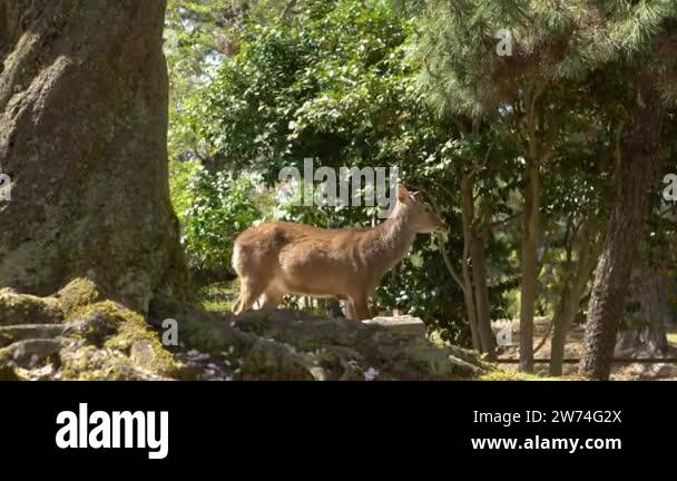 Sika deer live freely in a Japanese Nara Park. A young wild Cervus ...