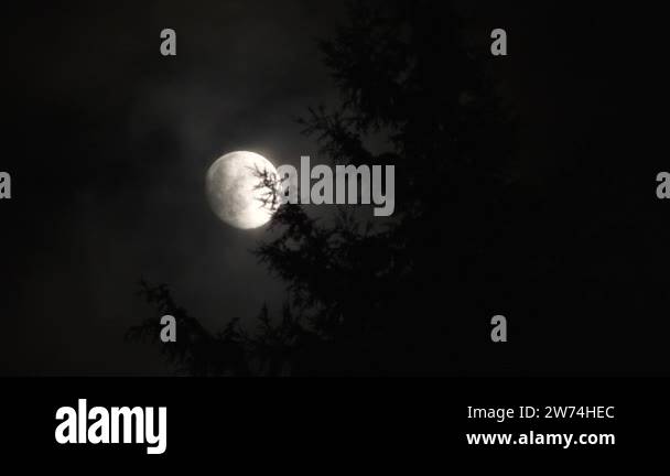 Dark Night Sky With Clouds Moving Fast Behind Large Fir Tree As Full