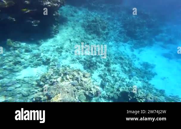underwater video in the red sea with people in Egypt in Sharm el Sheikh ...