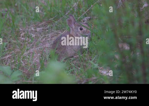 Baby bunny in the grass Stock Videos & Footage - HD and 4K Video Clips ...