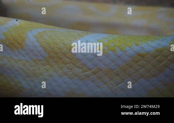 Poisonous and non poisonous snakes Stock Videos & Footage - HD and 4K ...