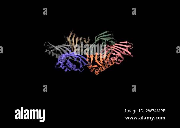 Crystal Structure Of The Human Camkii Alpha Hub Animated 3d Cartoon