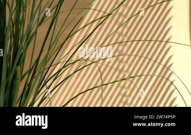 minimalistic screensaver. Morning sun lighting the room, shadow ...