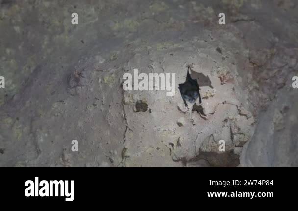 Underground Bat Hanging from the Ceiling inside of Dark Cave, Zanzibar ...