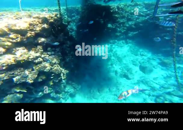 underwater video in the red sea with people in Egypt in Sharm el Sheikh ...
