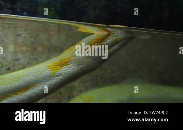 Royal yellow albino python reshapes skin. Pythonidae, a family of non ...