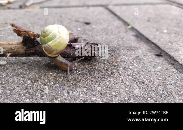 Banded garden snail with a big shell in close-up and macro view shows ...
