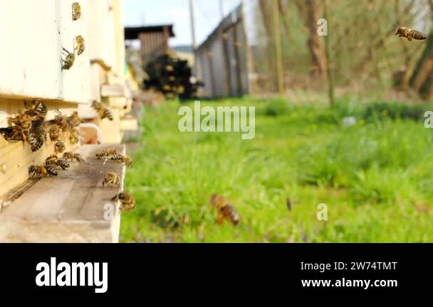 Swarm of honey bees (Apis mellifera)carrying pollen and flyingto the ...