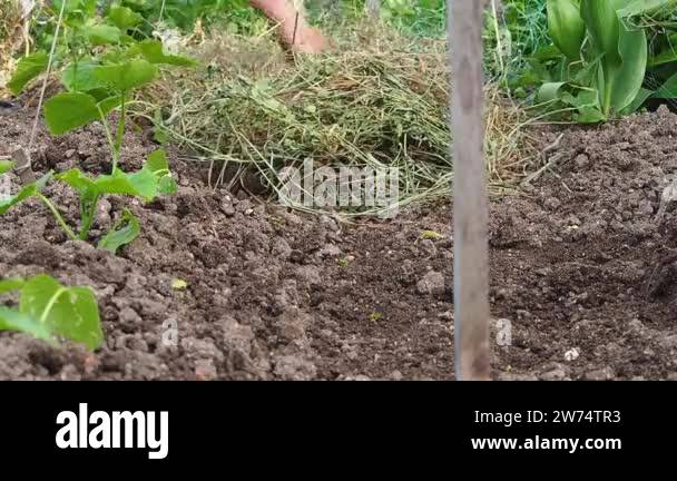Grass mulching Stock Videos & Footage - HD and 4K Video Clips - Alamy