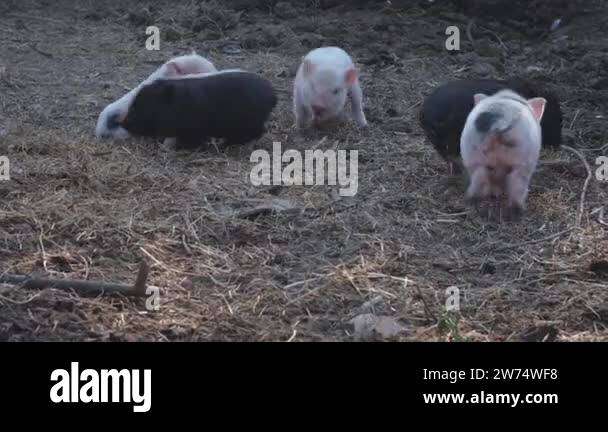 Pig piglet running Stock Videos & Footage - HD and 4K Video Clips - Alamy