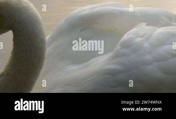 Bird reflection close up head beak Stock Videos & Footage - HD and 4K ...